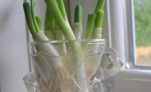 Cum să te asiguri cu ceapă verde pentru toată viaţa de acum încolo ...